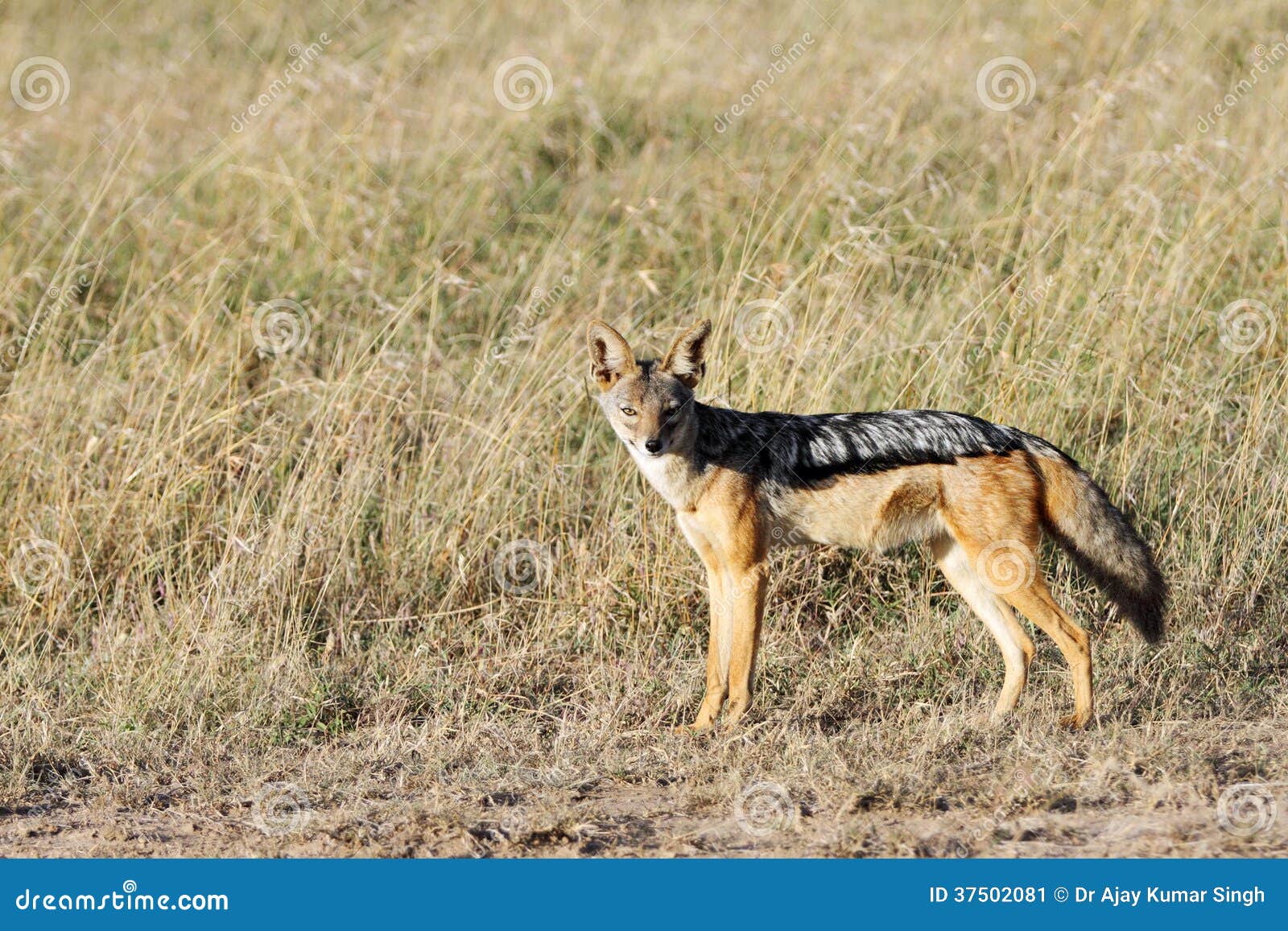A black backed Jackal stock image. Image of africa, barren - 37502081