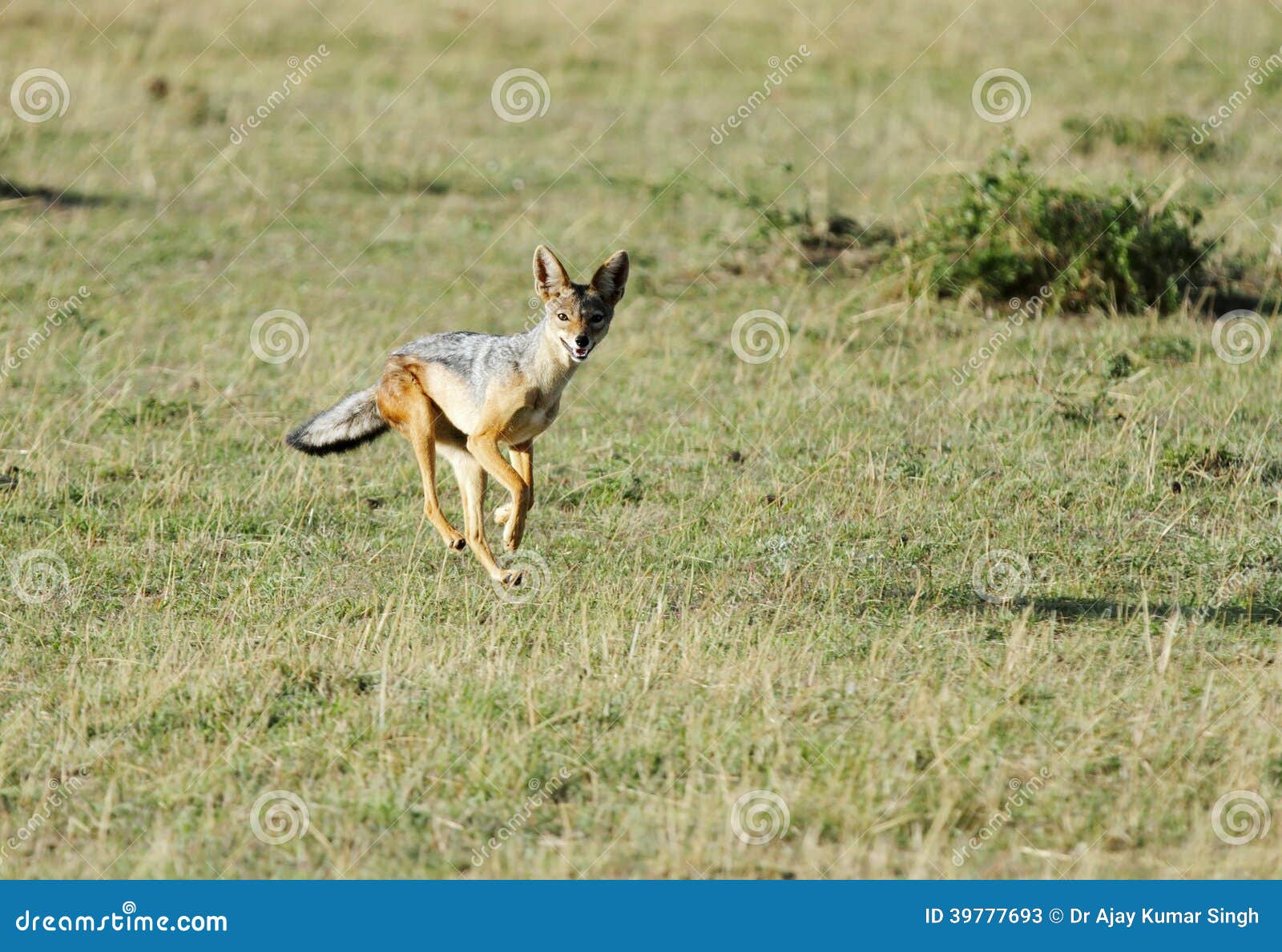 A Black Backed Jackal Sprinting Stock Image - Image of safari, mammalia ...