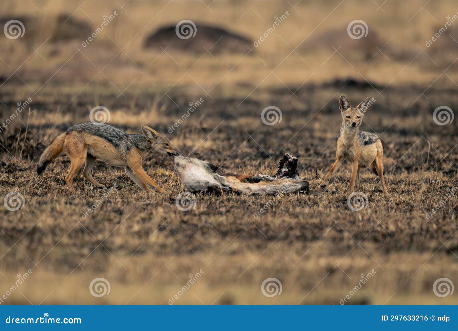 Black-backed Jackal Stands Eating Kill beside Another Stock Photo ...