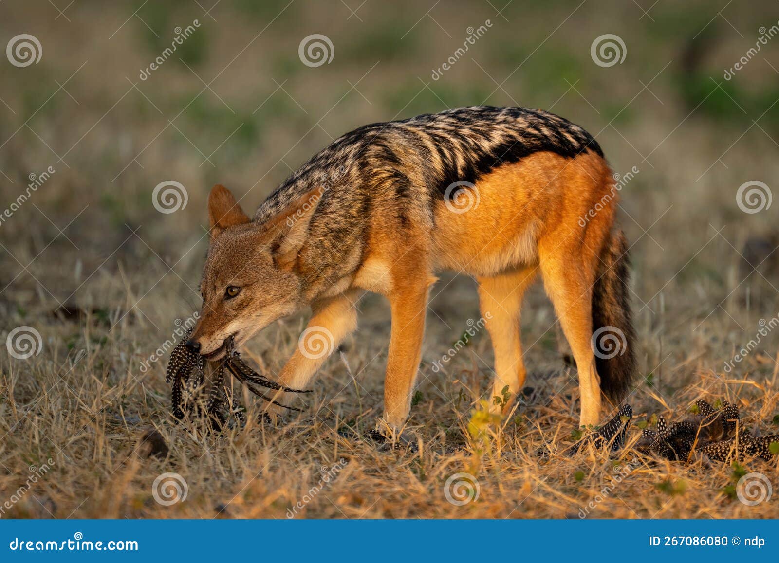 Black-backed Jackal Stands with Feathers in Jaws Stock Photo - Image of ...