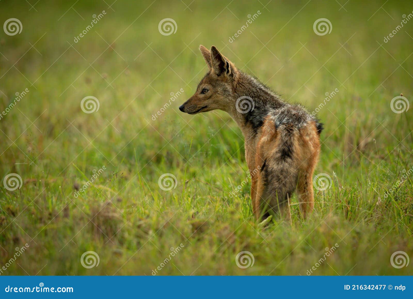 Black-backed Jackal Stands in Grass Staring Left Stock Image - Image of ...