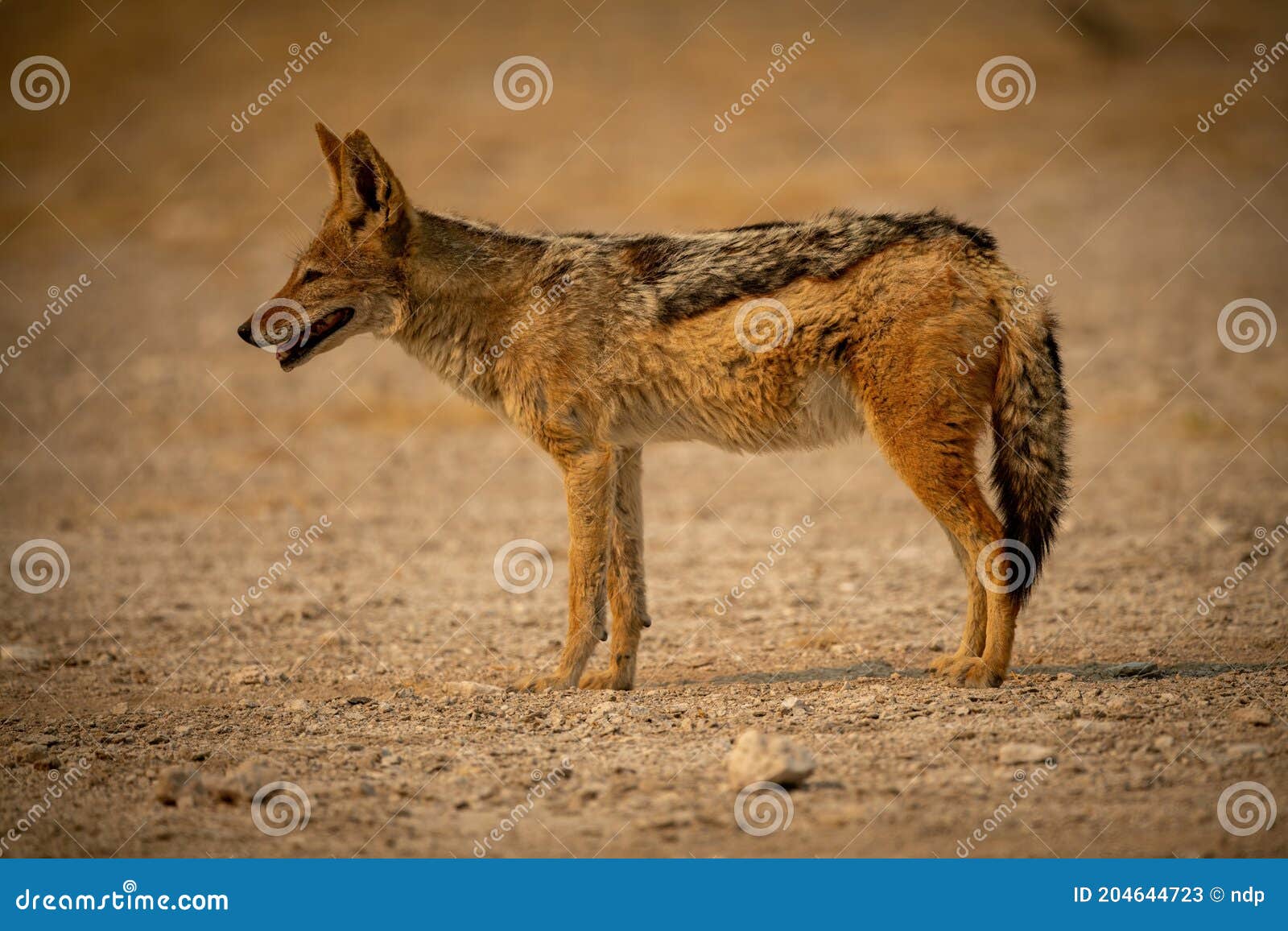 Black-backed Jackal Stands on Gravel in Profile Stock Image - Image of ...