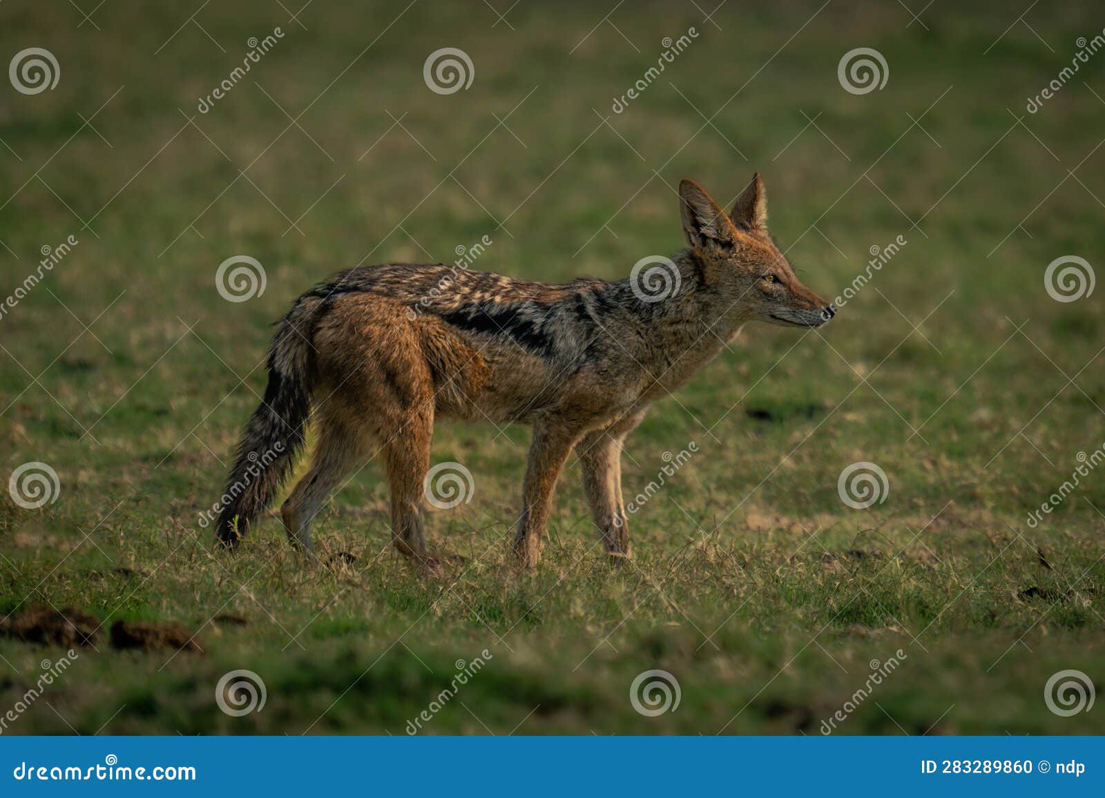 Black-backed Jackal Stands in Profile on Grass Stock Photo - Image of ...