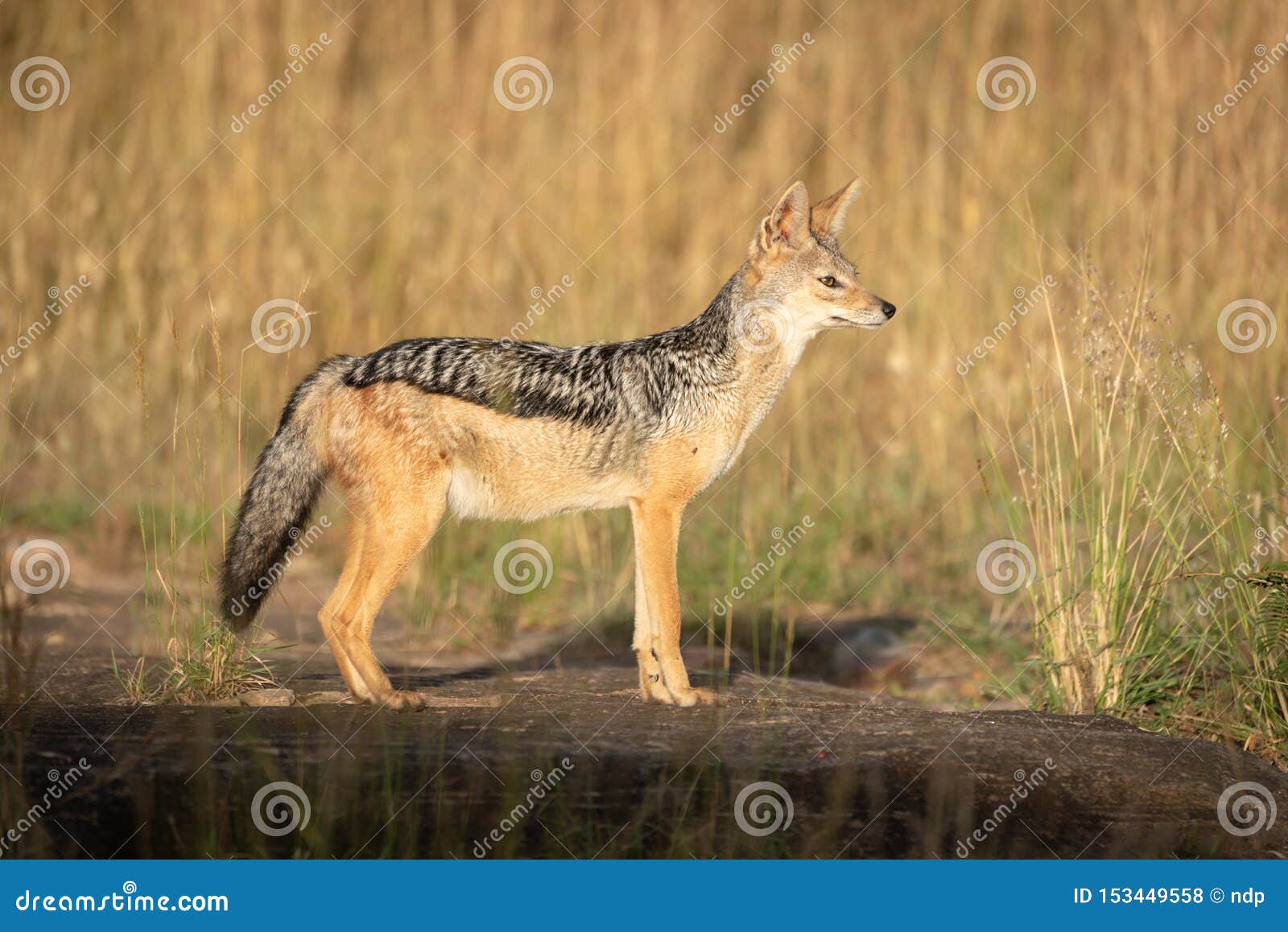 Black-backed Jackal Stands in Profile in Sunshine Stock Photo - Image ...
