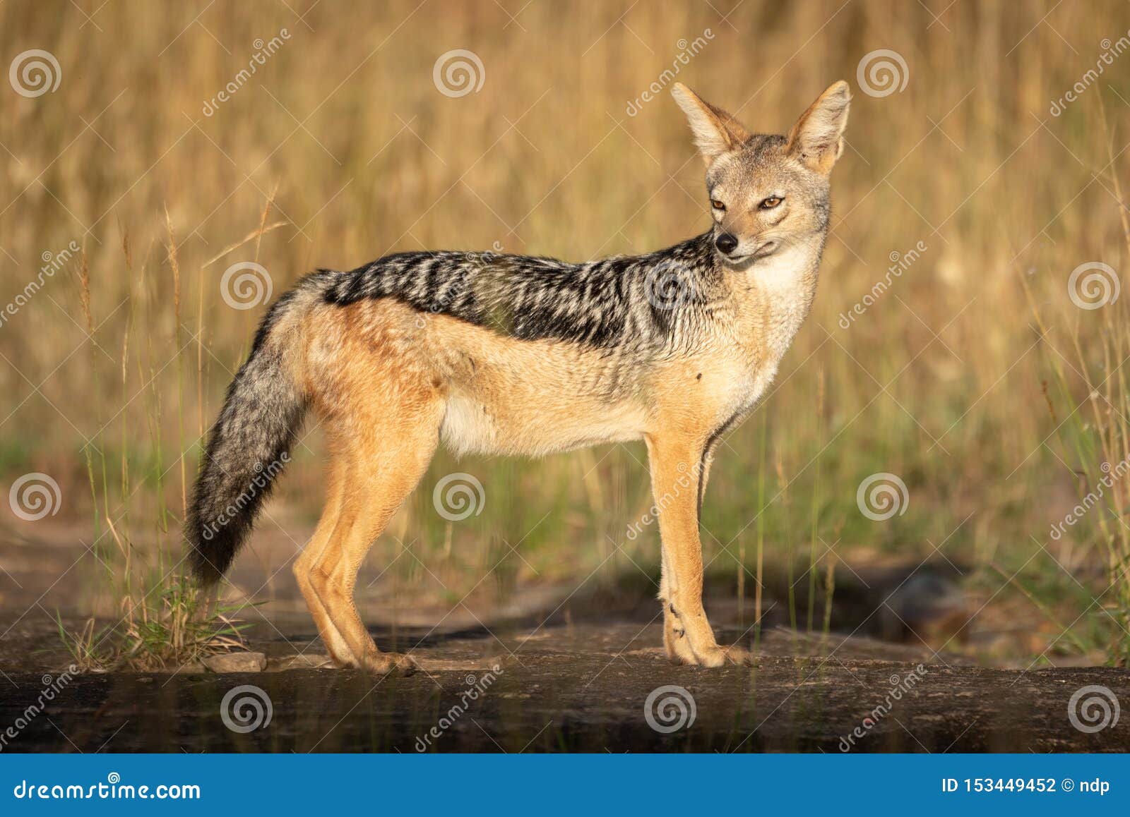 Black-backed Jackal Stands in Profile Turning Head Stock Photo - Image ...