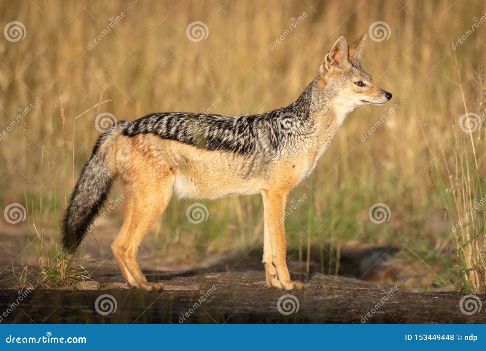 Black-backed Jackal Stands in Sunshine in Profile Stock Photo - Image ...