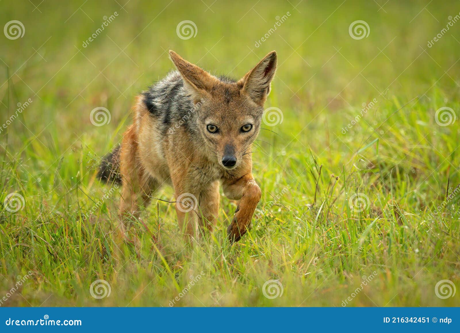 Black-backed Jackal Walks through Grass Lifting Paw Stock Image - Image ...