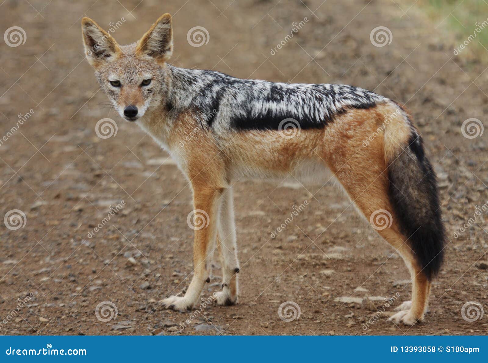 Black-backed Jackel Royalty Free Stock Photos - Image: 13393058