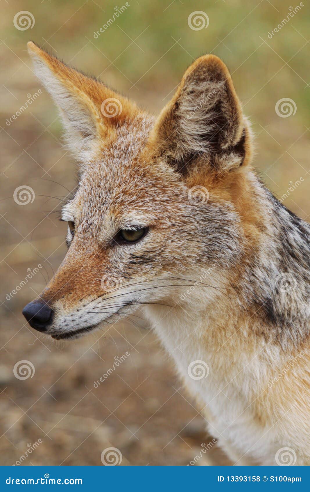 Black-backed Jackel stock photo. Image of muzzle, ears - 13393158