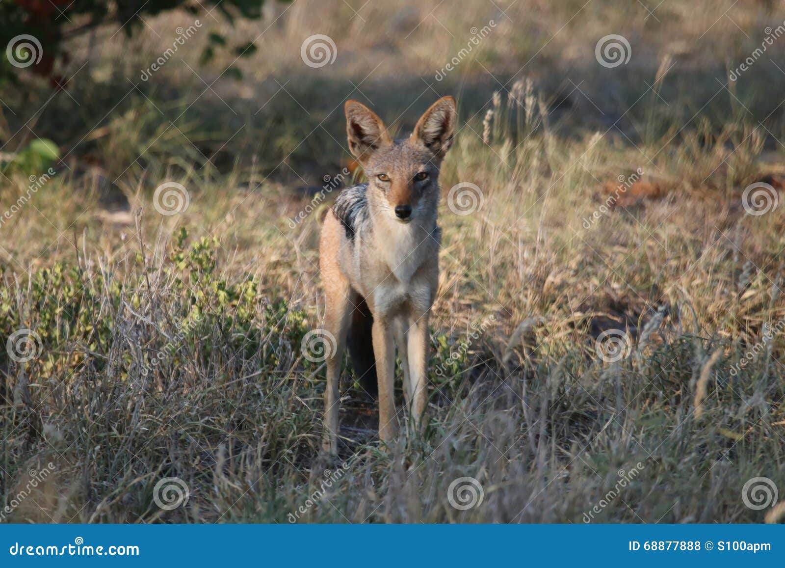 Black Backed Jackel stock photo. Image of look, stare - 68877888