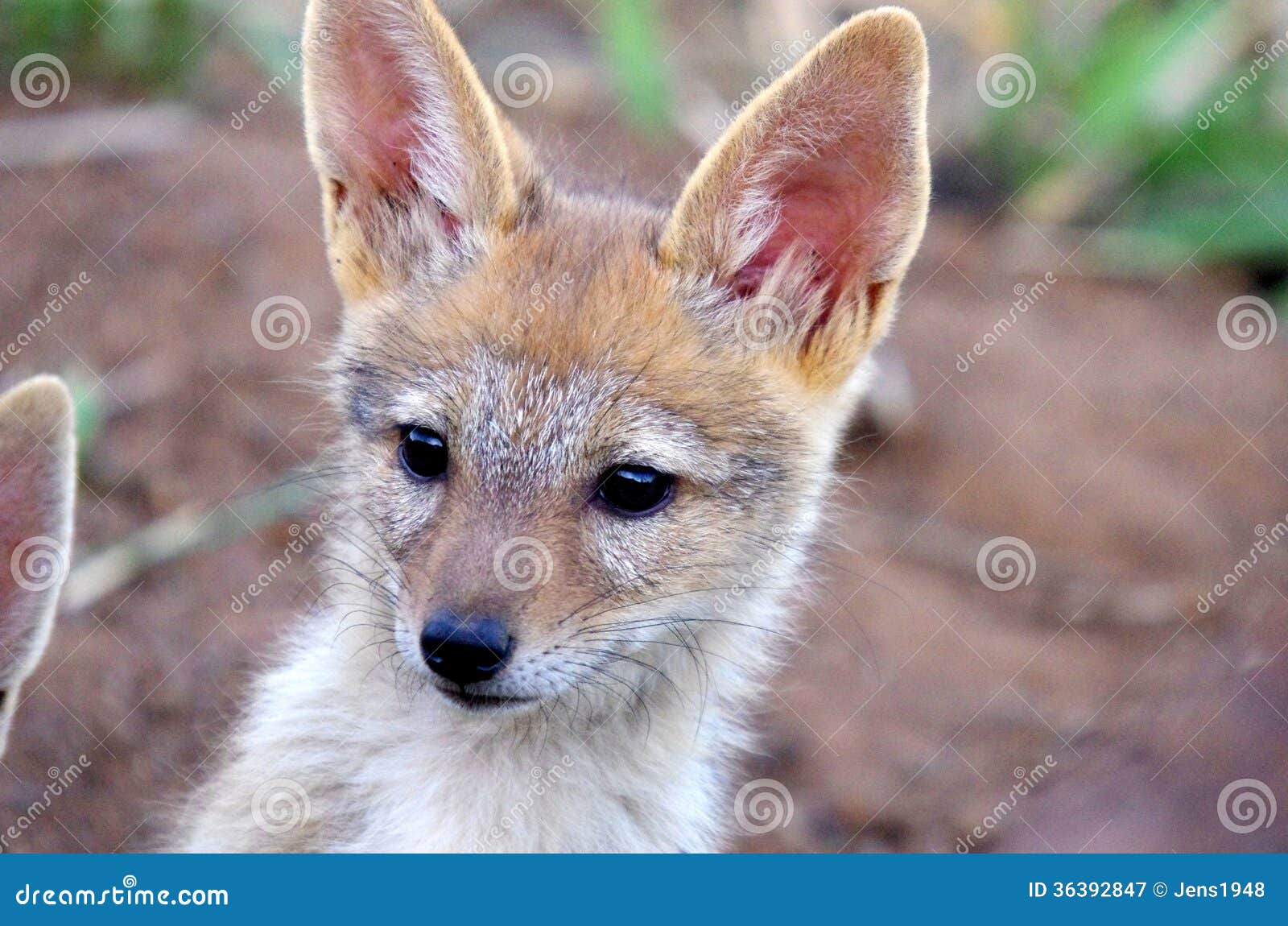 Black backed jakal stock image. Image of young, black - 36392847