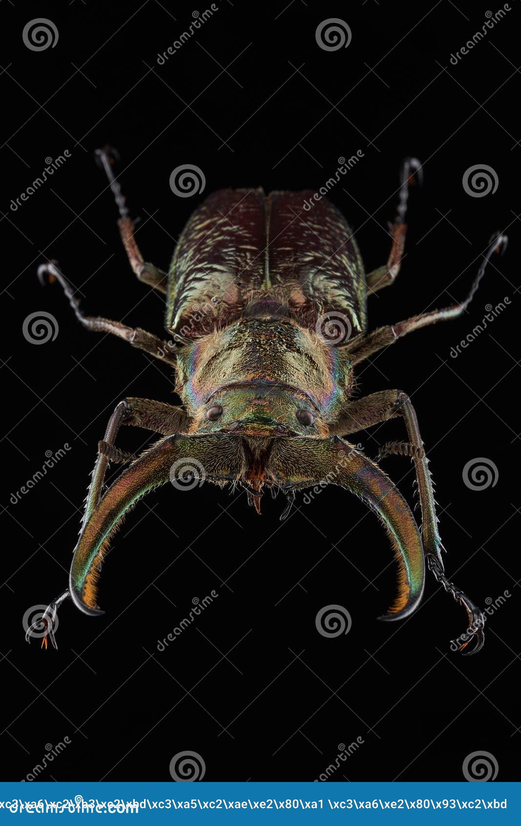 Black Background Bettle Features Stock Image - Image of wing, bettle ...