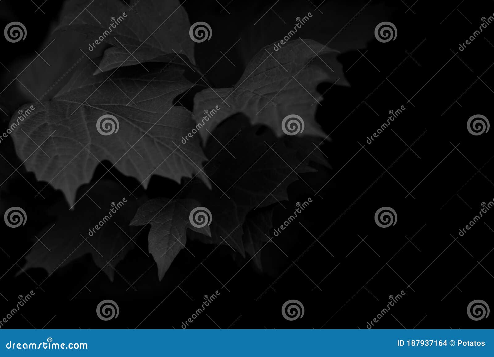 Black Background. Dark Tree Leaves Foliage Isolated on Black Stock ...