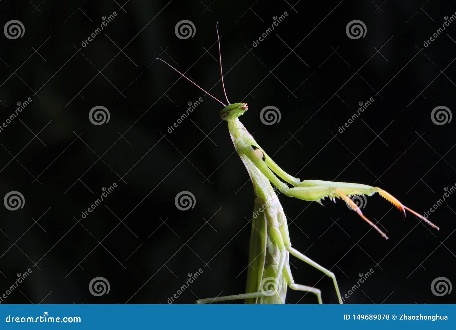 Black Background Mantis Physical Characteristics Stock Photo - Image of ...
