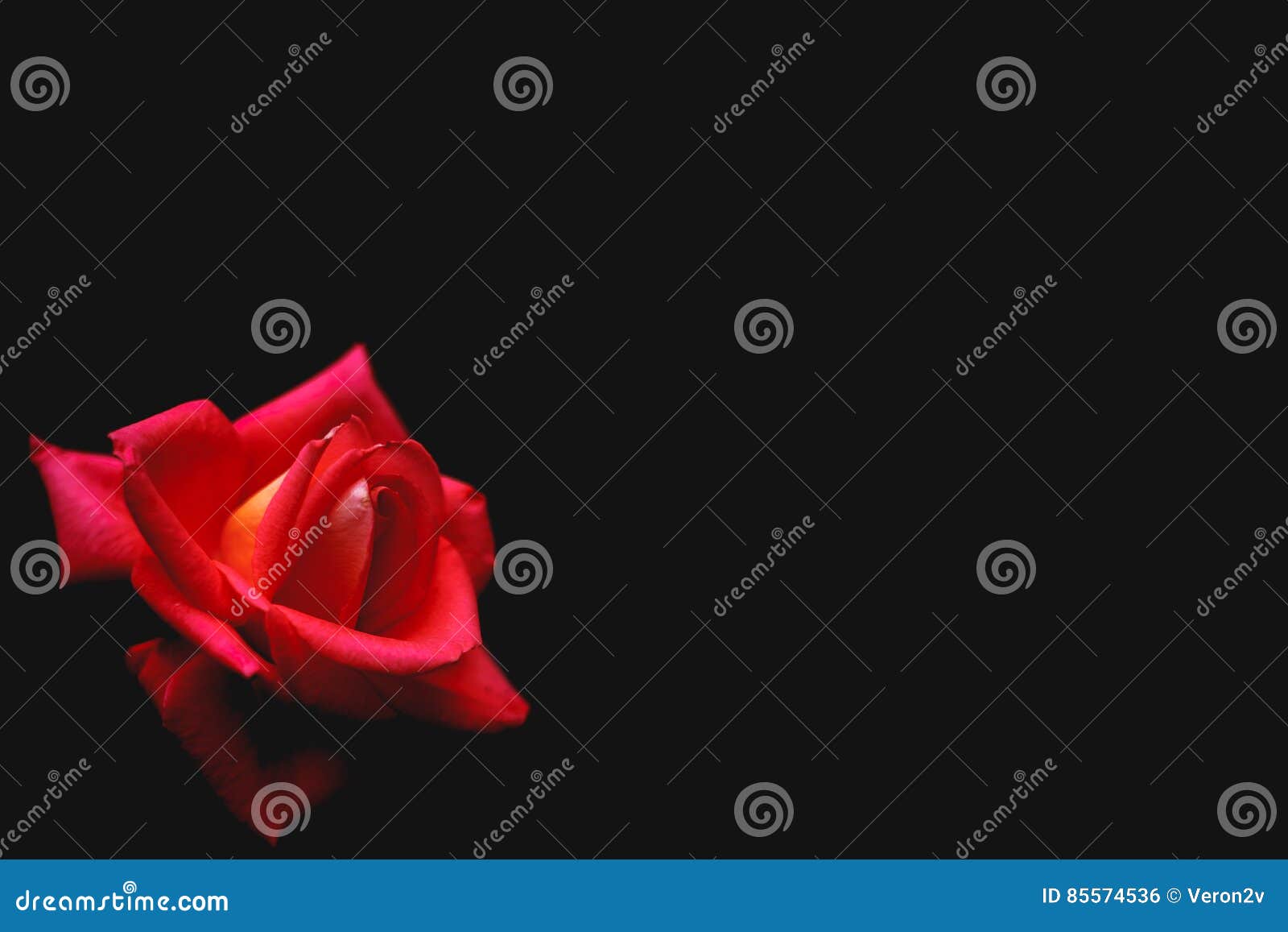 Black Background with Red Rose Stock Photo - Image of bloom, beauty ...