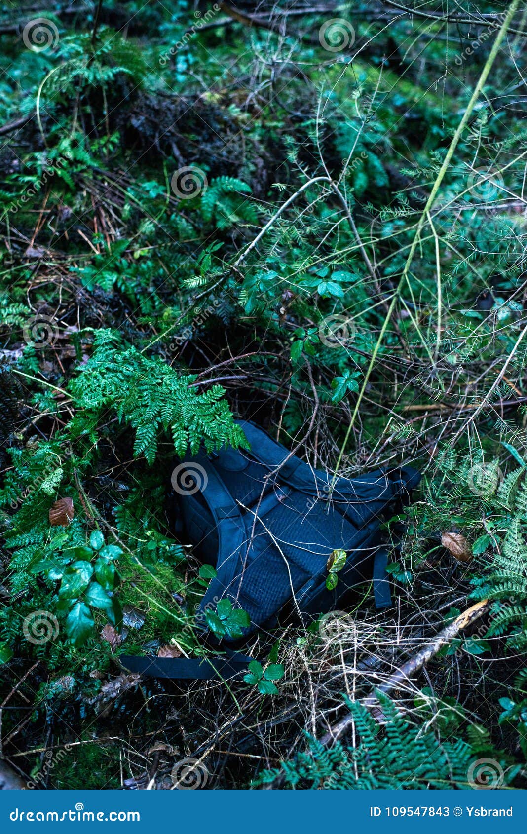 Black Backpack Lying between Bushes on Forest Ground. Stock Image ...