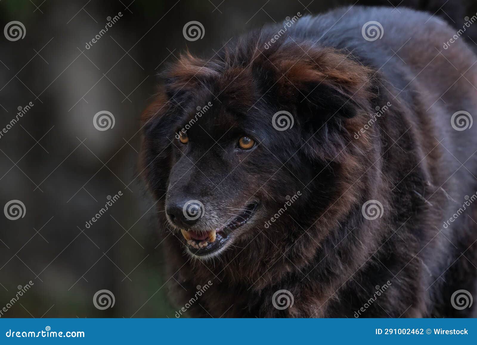 Bakharwal Dog Stock Photos - Free & Royalty-Free Stock Photos from ...