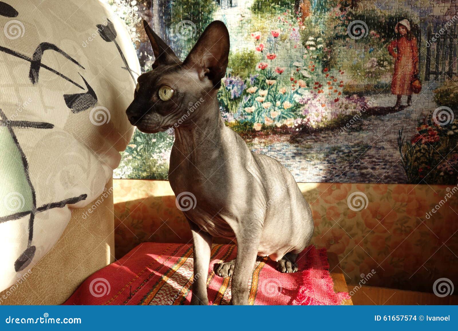 Black Bald Sphynx Cat Breed in the Interior Stock Photo - Image of ...