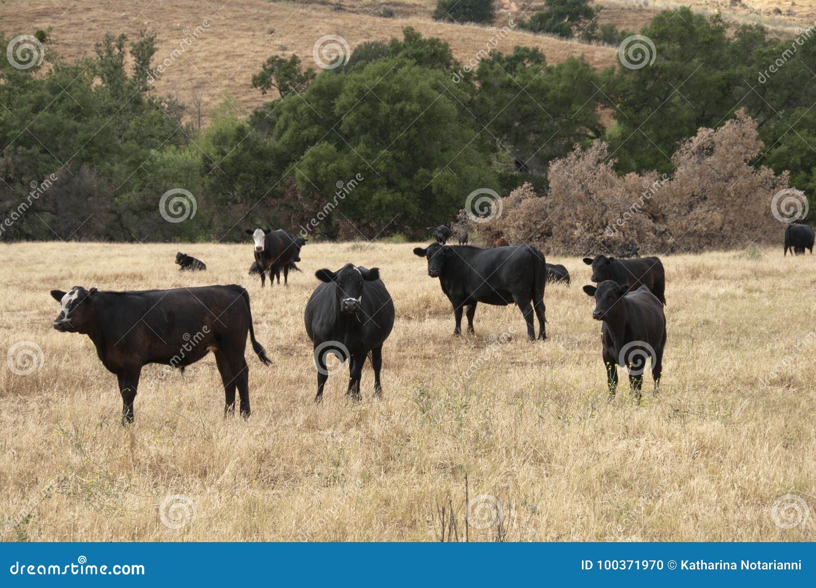 Beef Cow Crossing Highway, Open Range Farming, Monument Valley, UT ...