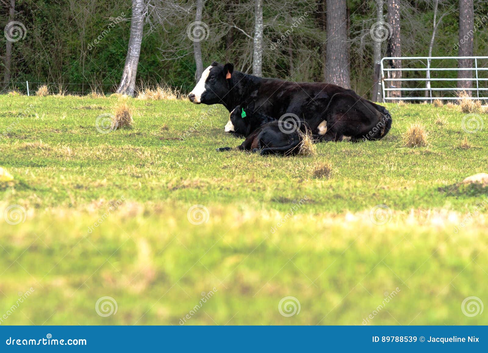 Black Baldy Cow-calf Pair with Blank Foreground Stock Image - Image of ...