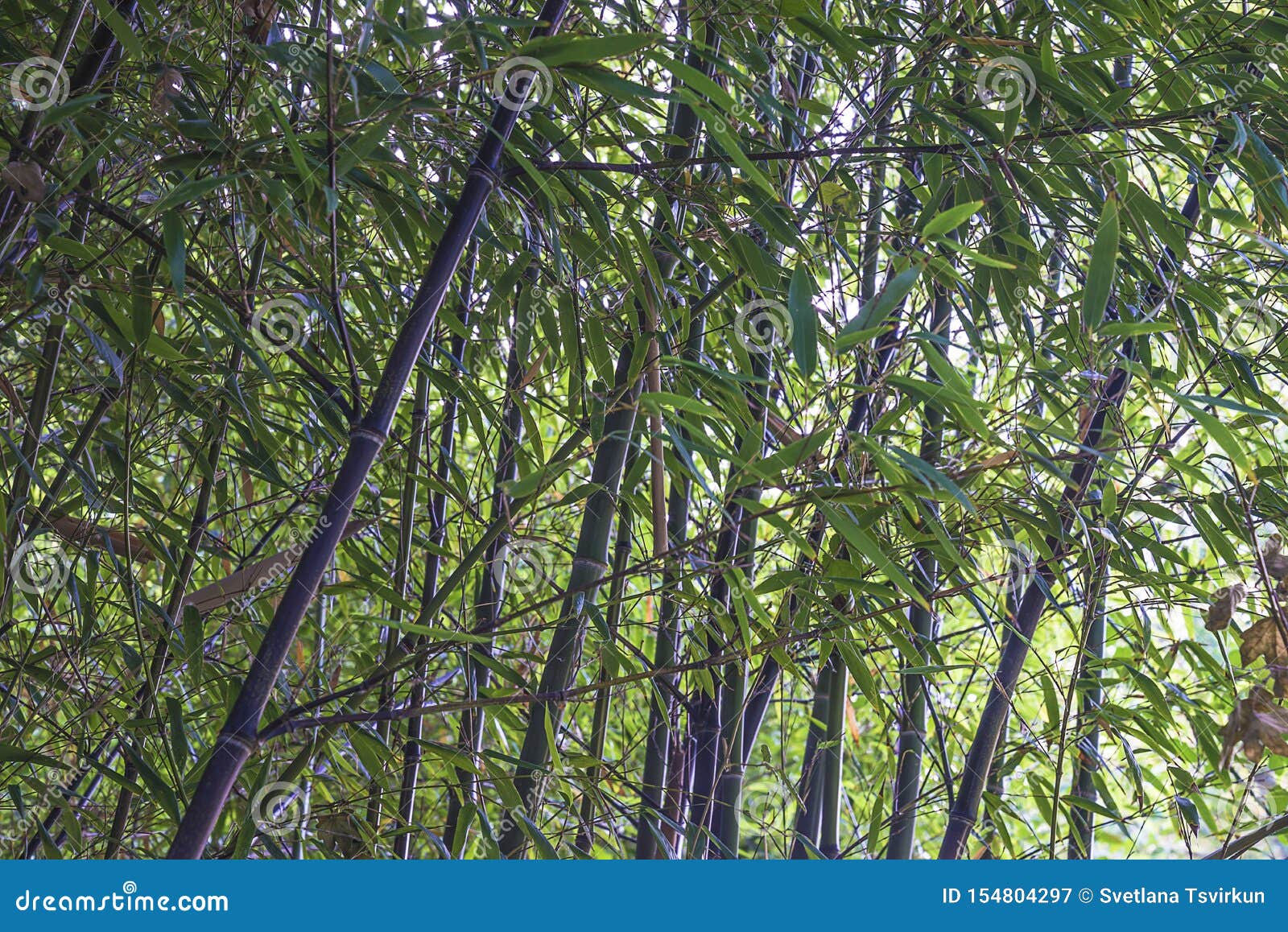 Black bamboo stems stock image. Image of plant, asia - 154804297