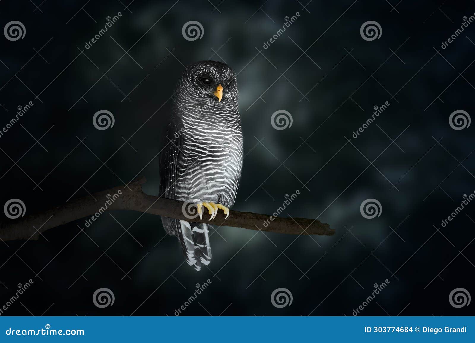 Black-banded Owl - True Owl Stock Photo - Image of birdwatching, strix: 303774684