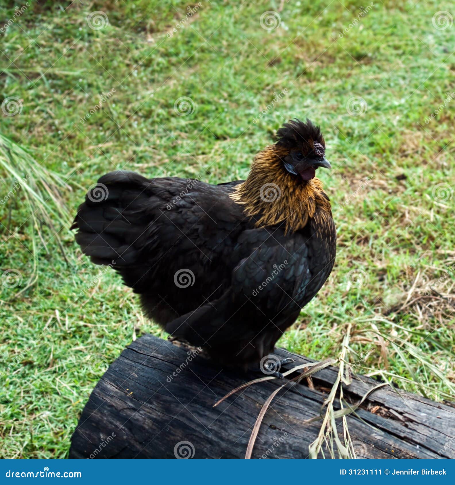 Black bantam chicken stock image. Image of chick, black - 31231111