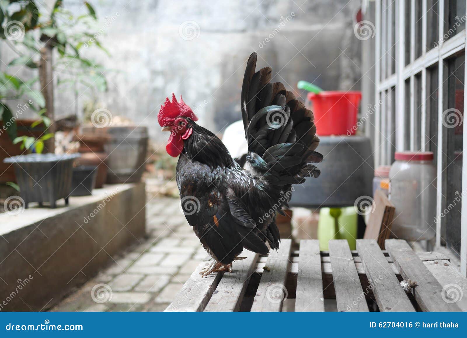 Black Bantam Rooster stock photo. Image of farm, animal - 62704016