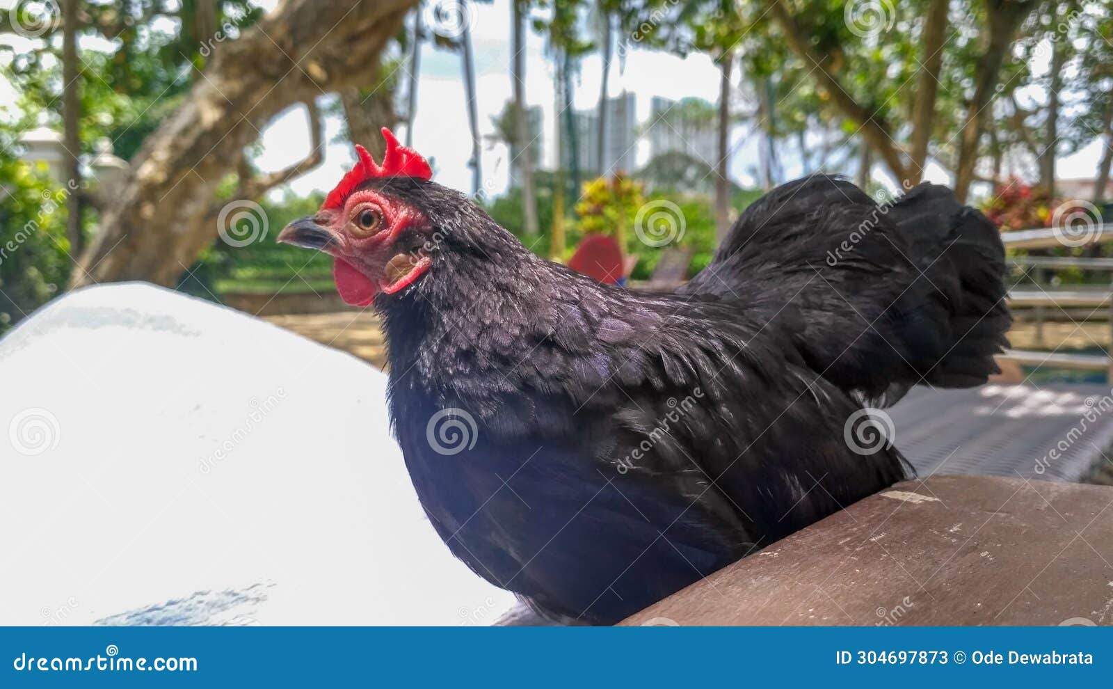Asian black bantam rooster stock image. Image of poultry - 304697873