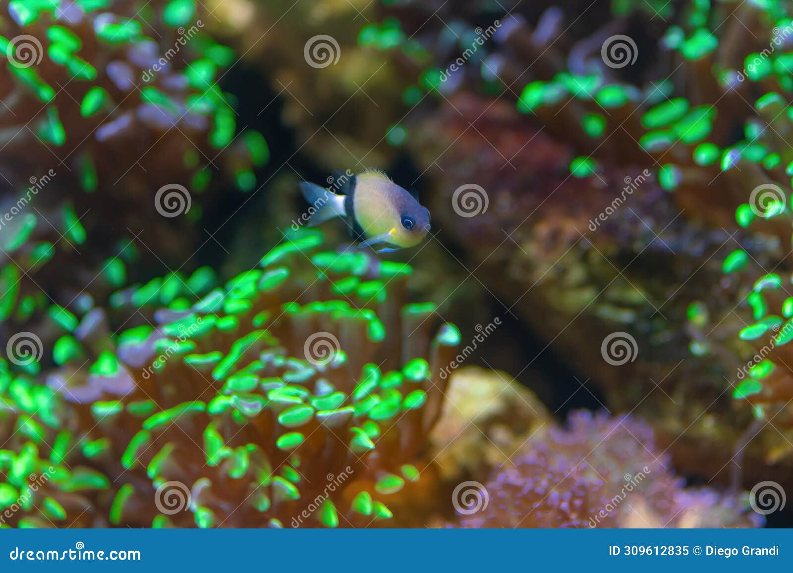 Black-bar Chromis Fish - Marine Fish Stock Image - Image of damselfish ...
