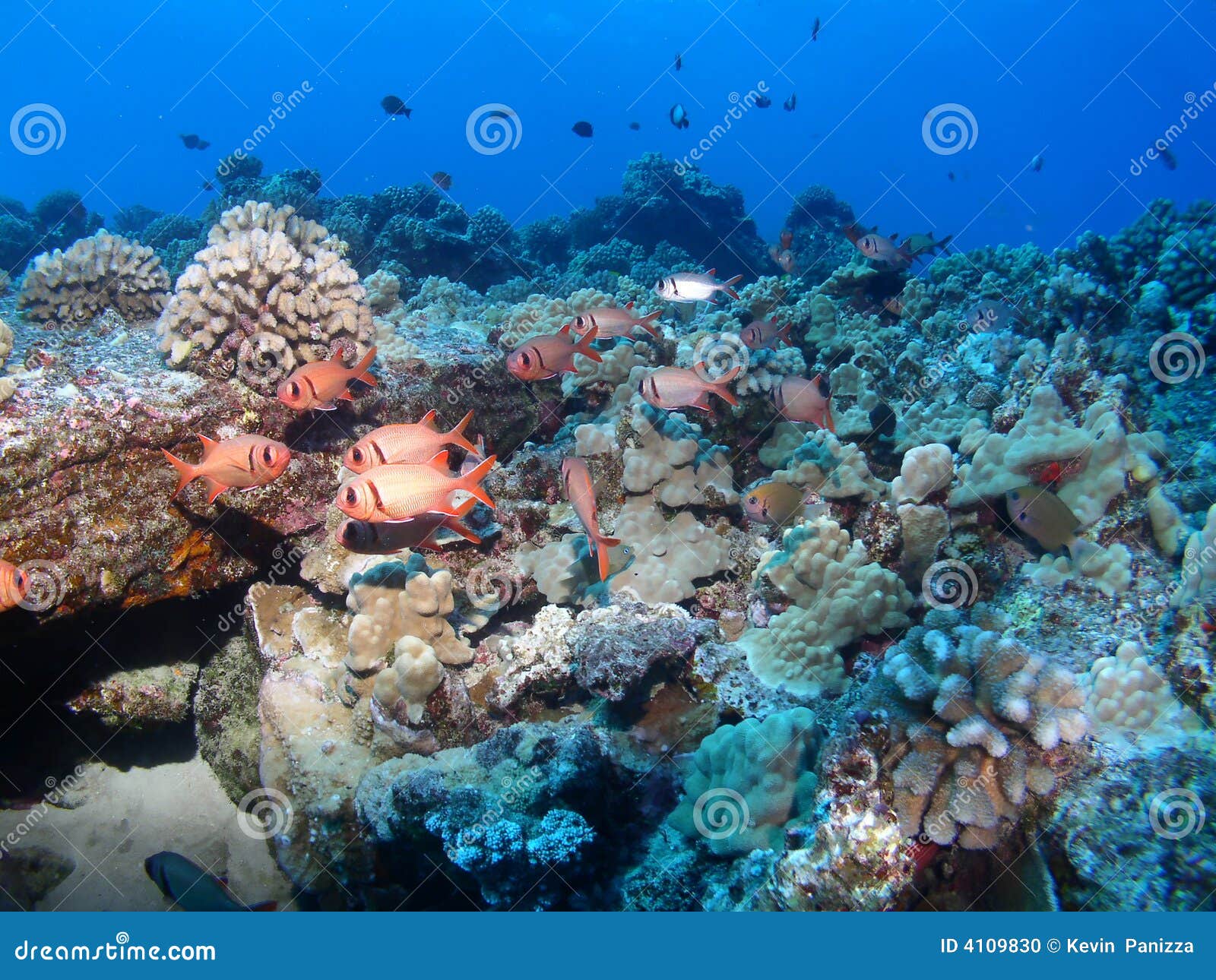 Black Bar Soldier Fish Under Ledge Stock Photo - Image of sand ...