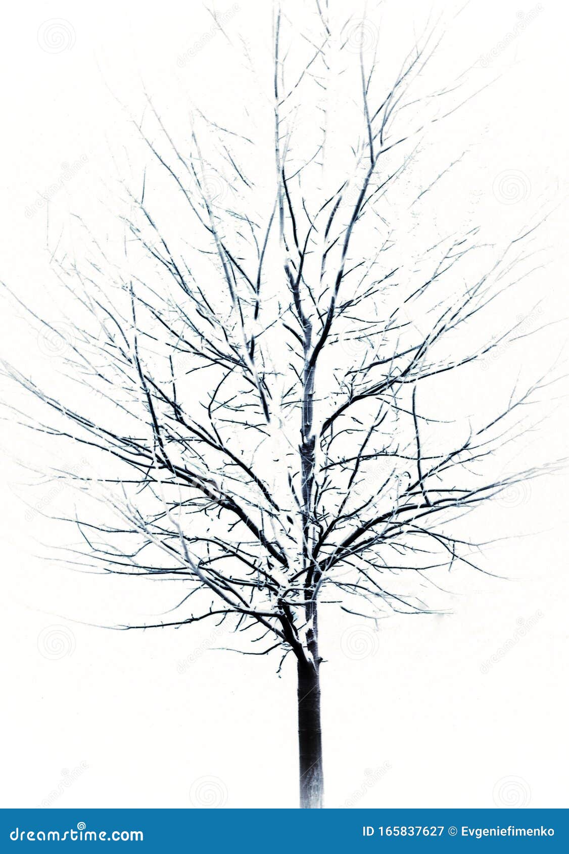 Black Bare Tree on Light Background Stock Image - Image of background ...