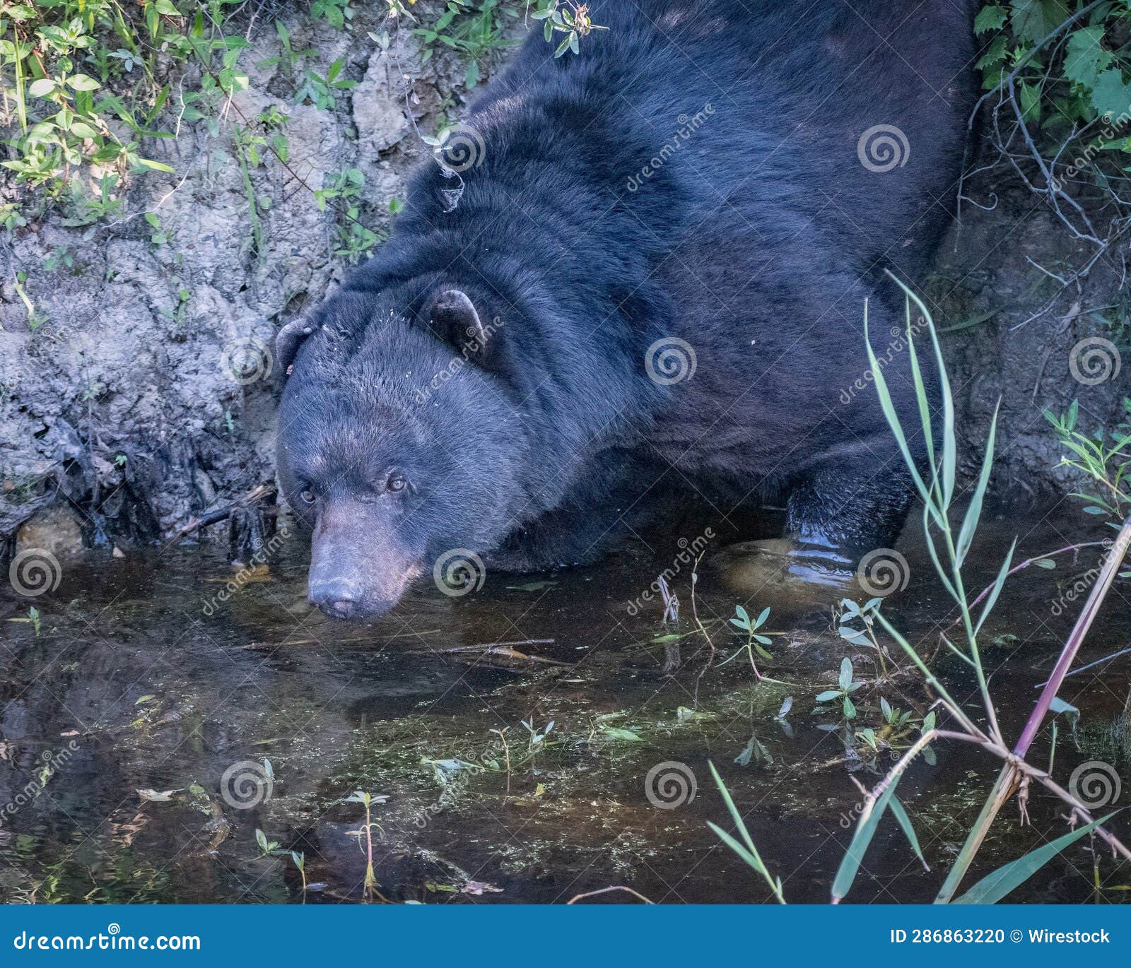 Black Baribal Bear in the Tranquil Ripples of a Pond Stock Photo ...