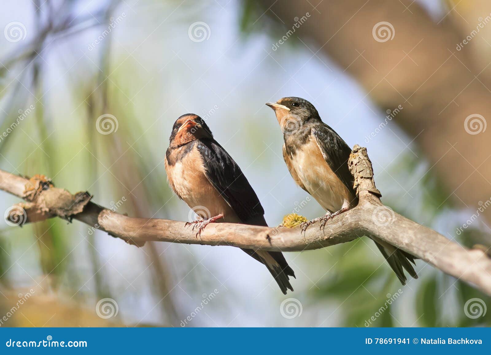 The Black Barn 16th Century, Woodoaks Farm, Maple Cross Royalty-Free ...