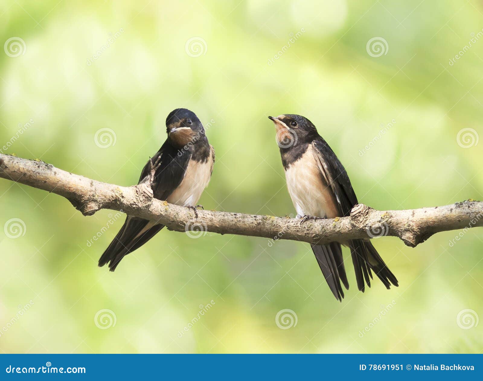 The Black Barn 16th Century, Woodoaks Farm, Maple Cross Royalty-Free ...