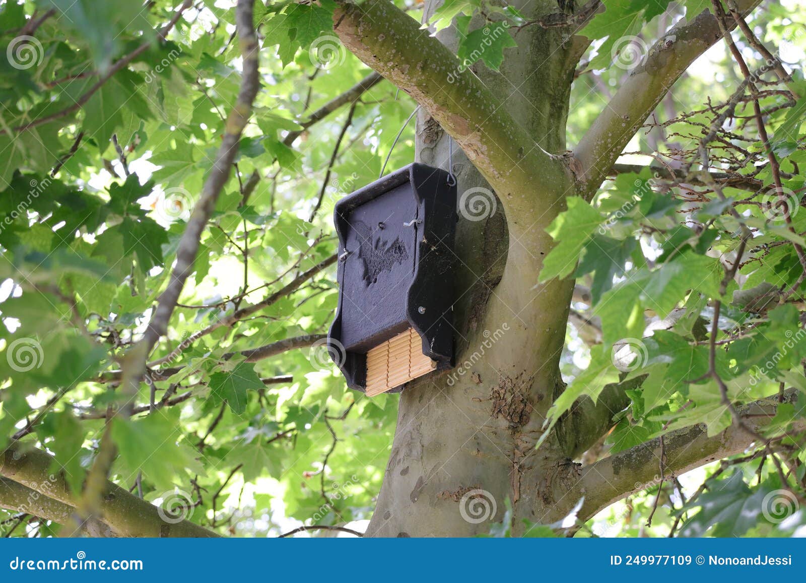 Black Bat Nesting Box Hanging in a Tree Stock Image - Image of nature ...