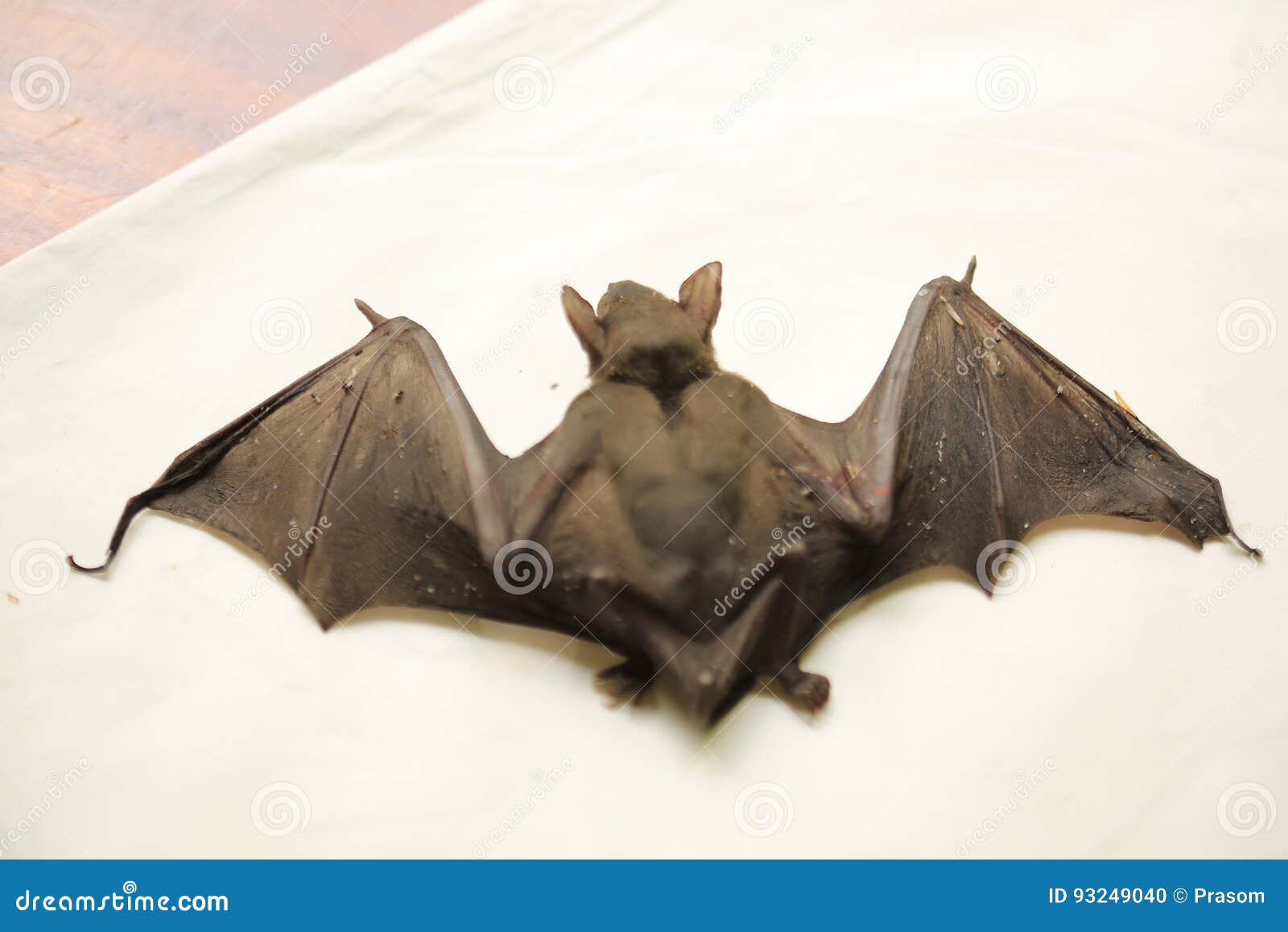 Black bat stock photo. Image of claw, wilderness, animal - 93249040
