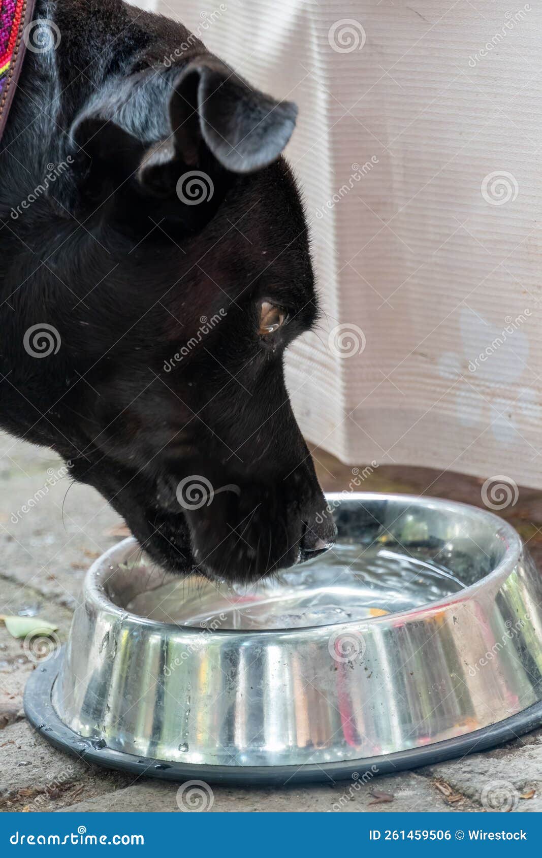 Black Beagle Dog Drinking Water from Bowm Stock Photo - Image of nature ...