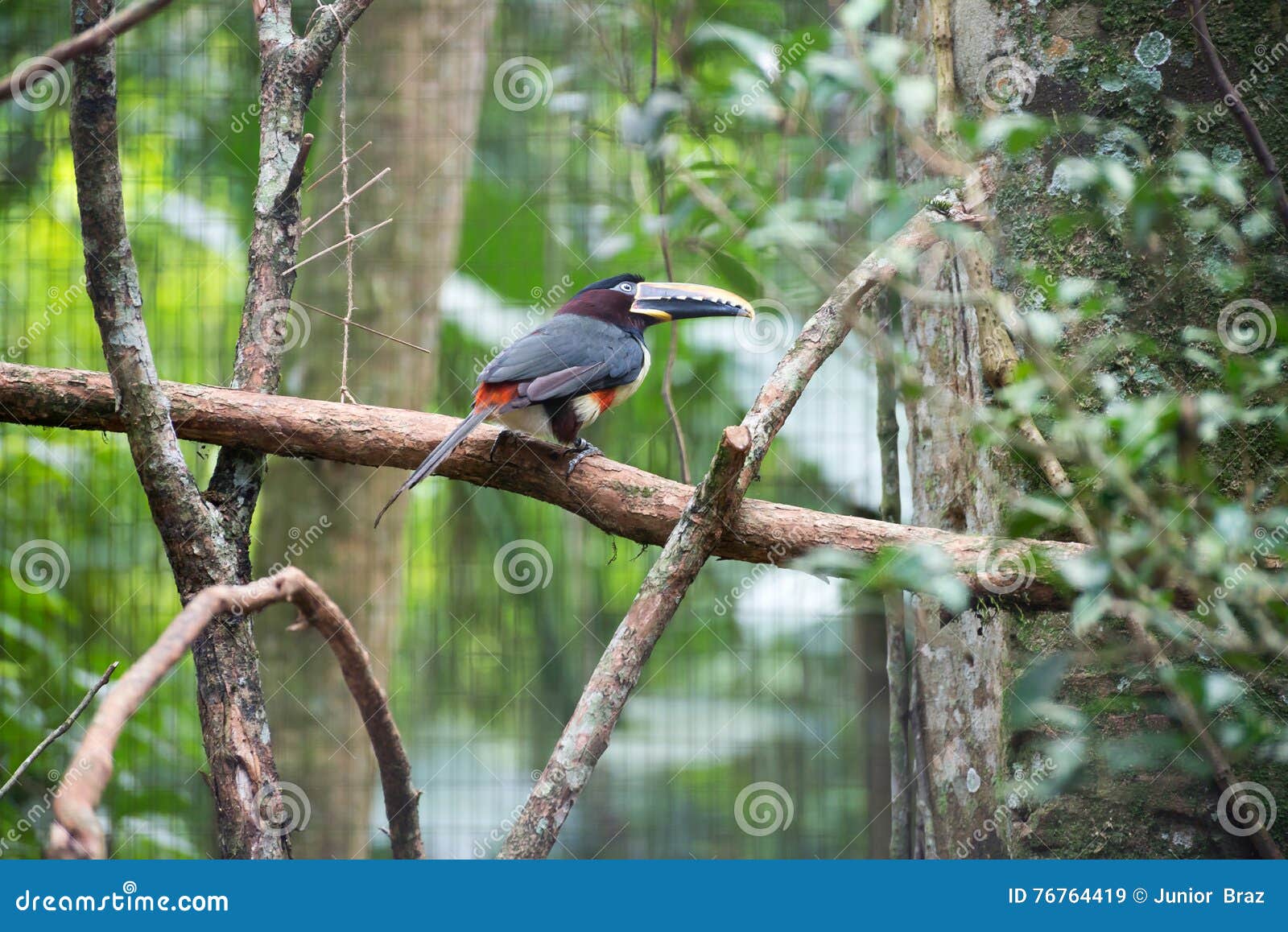Black Beaked Toucan Scary Looking Stock Photos - Free & Royalty-Free ...