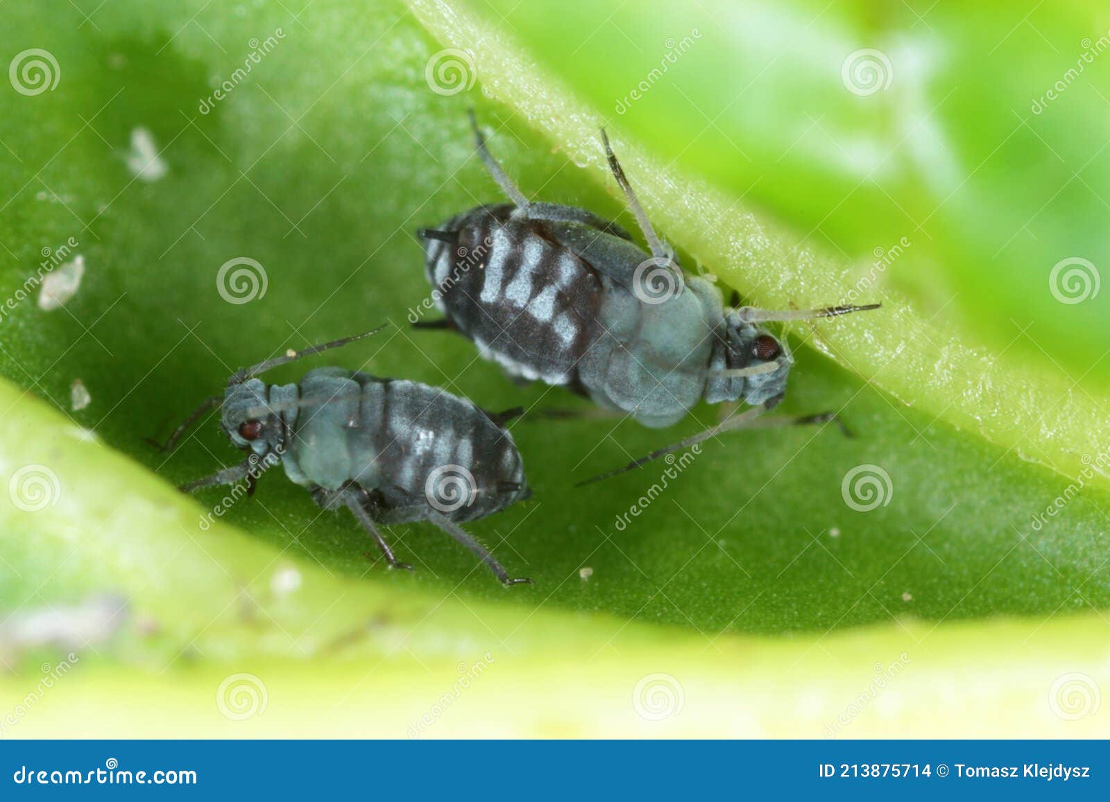The Black Bean Aphid Aphis Fabae. Other Common Names Include Blackfly ...