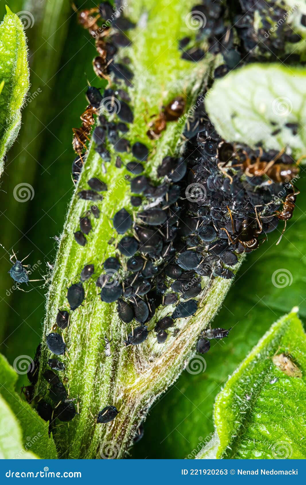 Black Bean Aphids