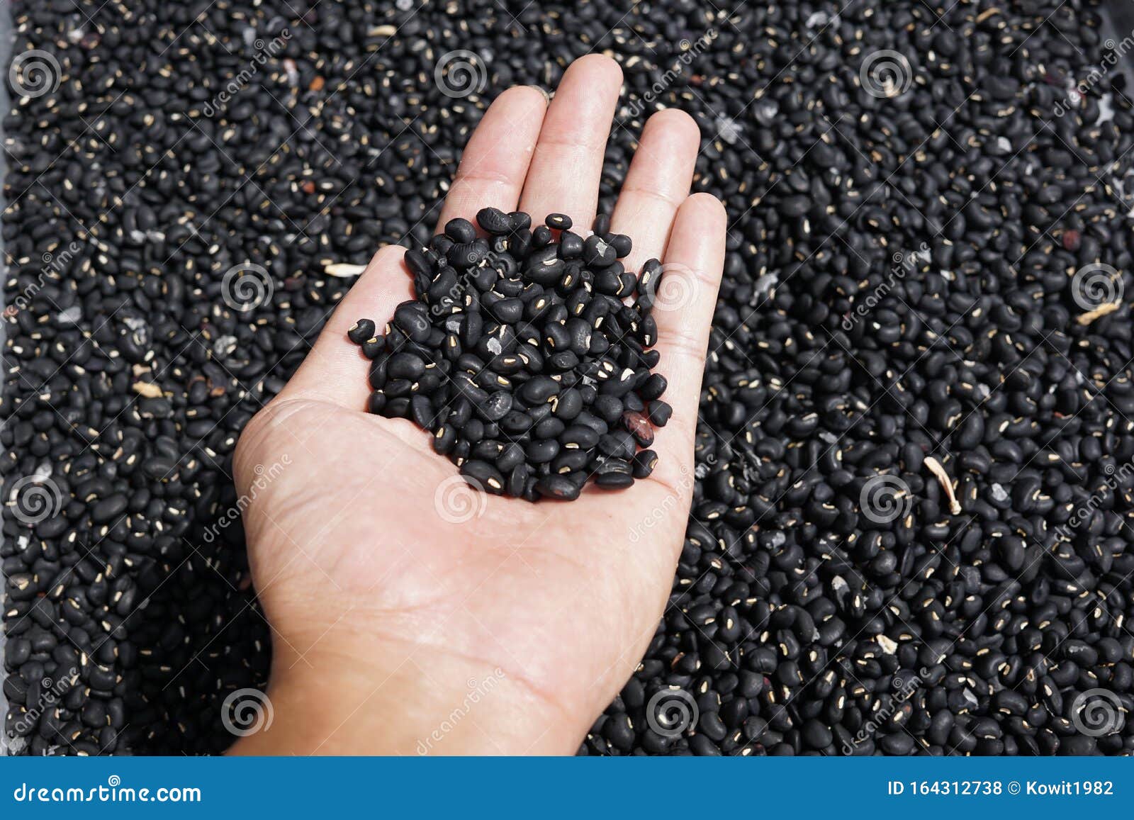 Black Bean and Seed Pod in Hand Stock Photo - Image of agriculture ...