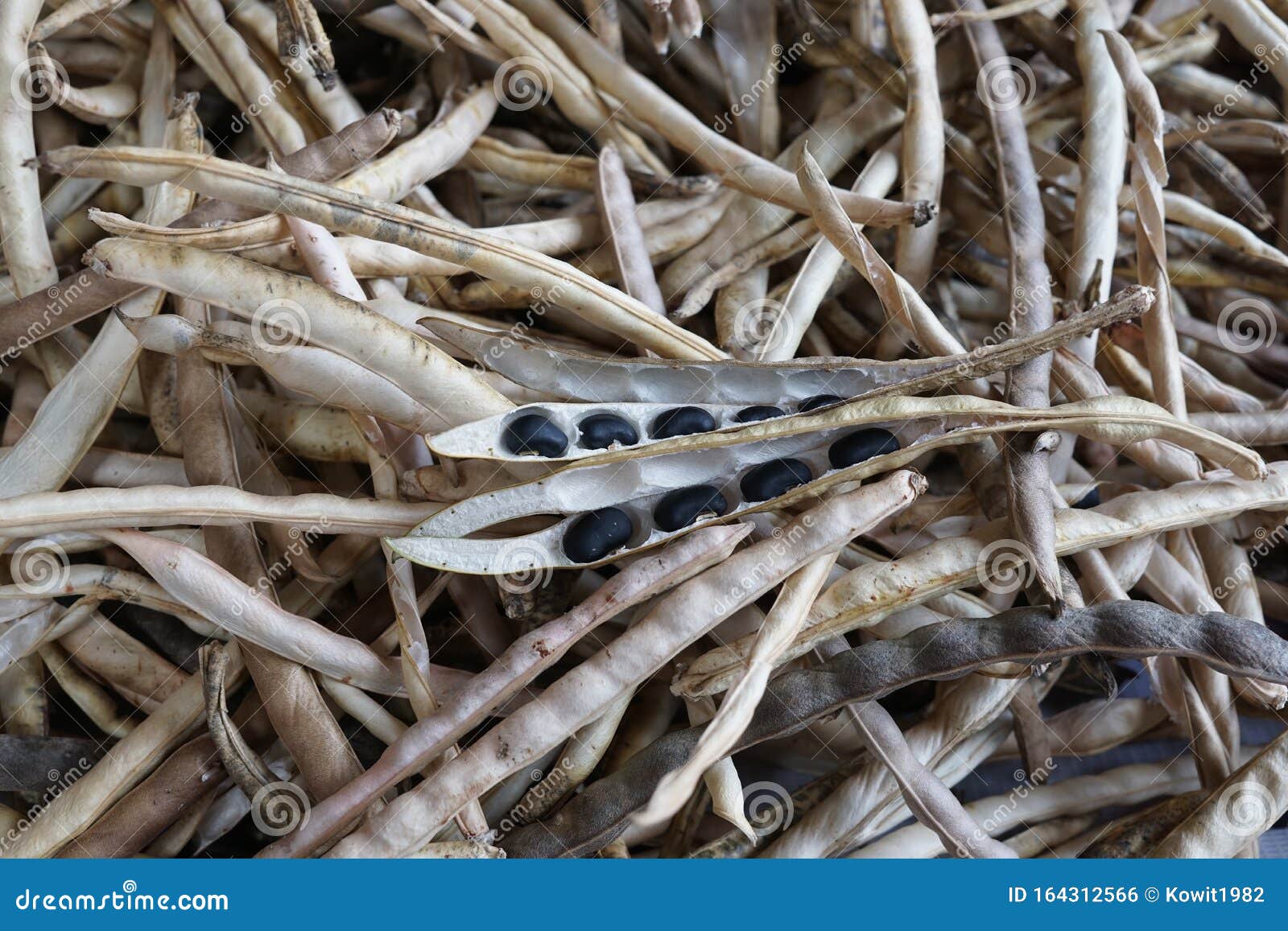 Black Bean and Seed Pod, is Raw Food Stock Photo - Image of ingredient ...