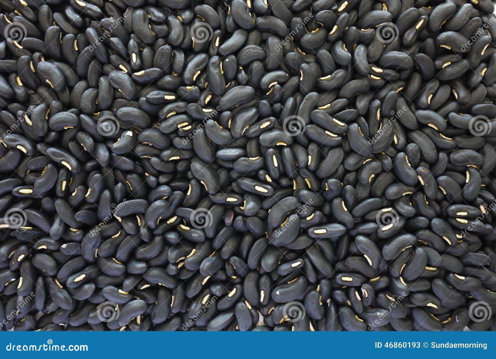Black bean seed stock image. Image of agriculture, consumption - 46860193