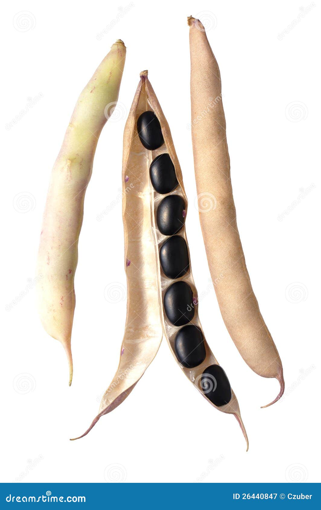 Black beans stock image. Image of closeup, beans, pods - 26440847