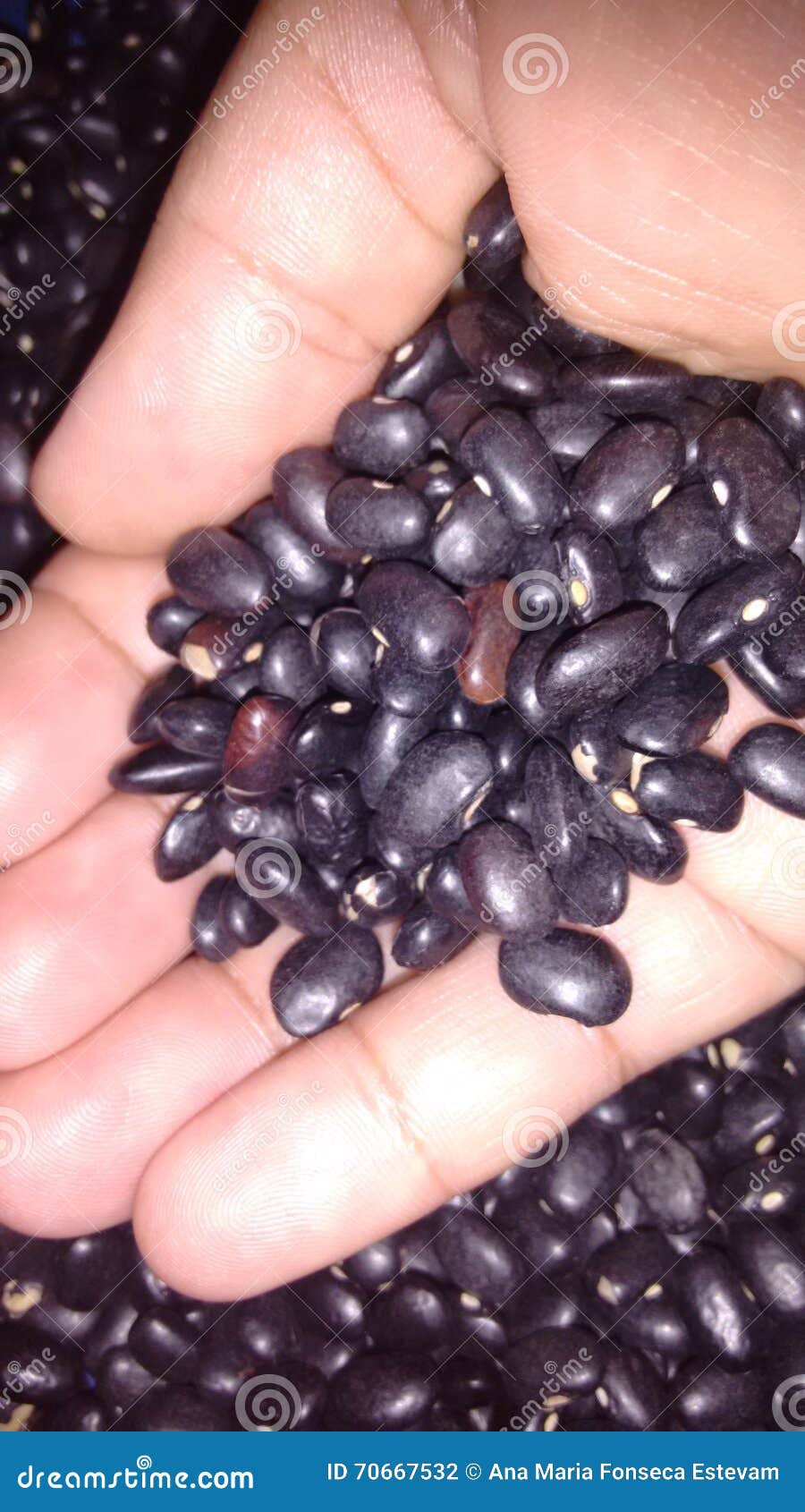 Black beans in hand stock photo. Image of fingers, food - 70667532