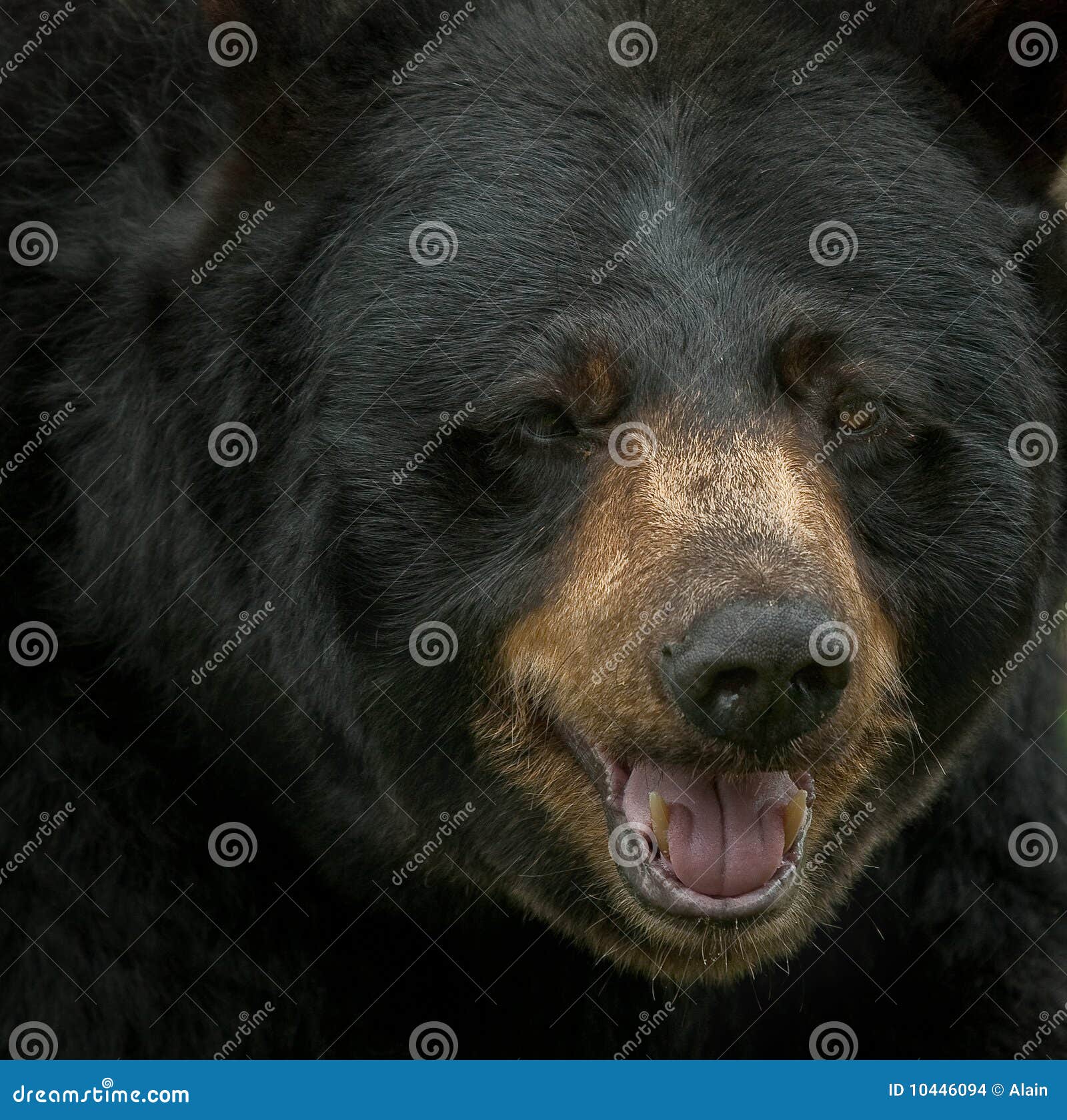 Black Bear stock photo. Image of bear, animal, mammal - 10446094