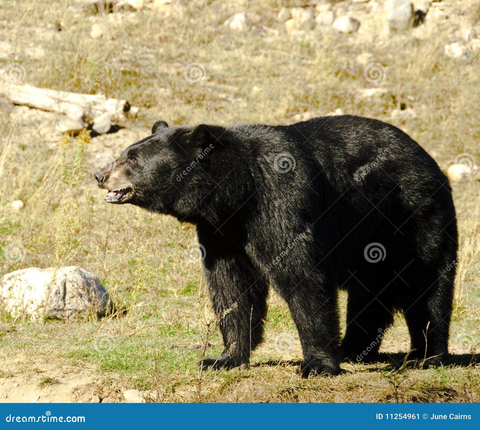 Black Bear stock image. Image of hair, bear, nose, brown - 11254961
