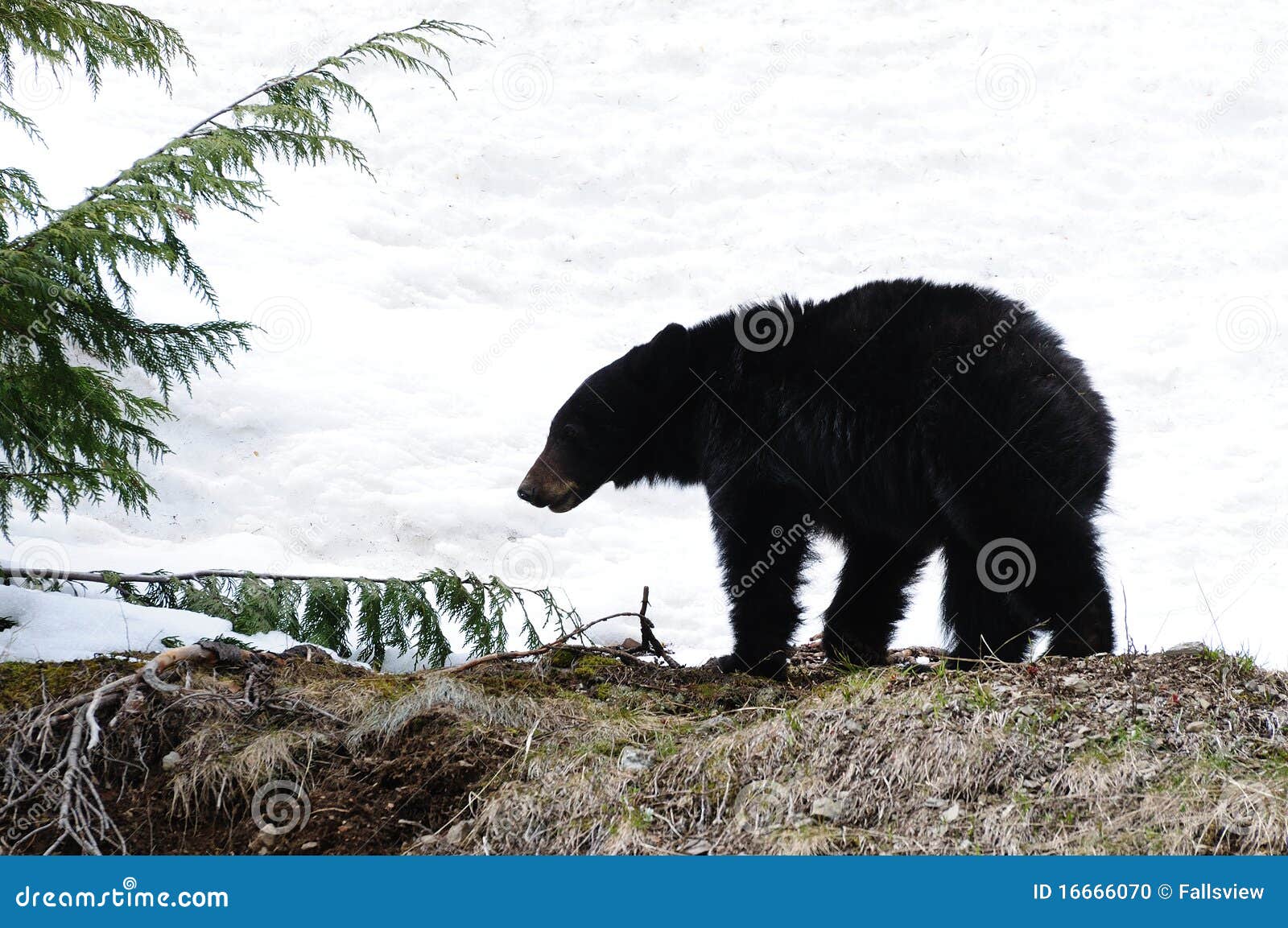 Black bear stock photo. Image of nature, ridge, national - 16666070