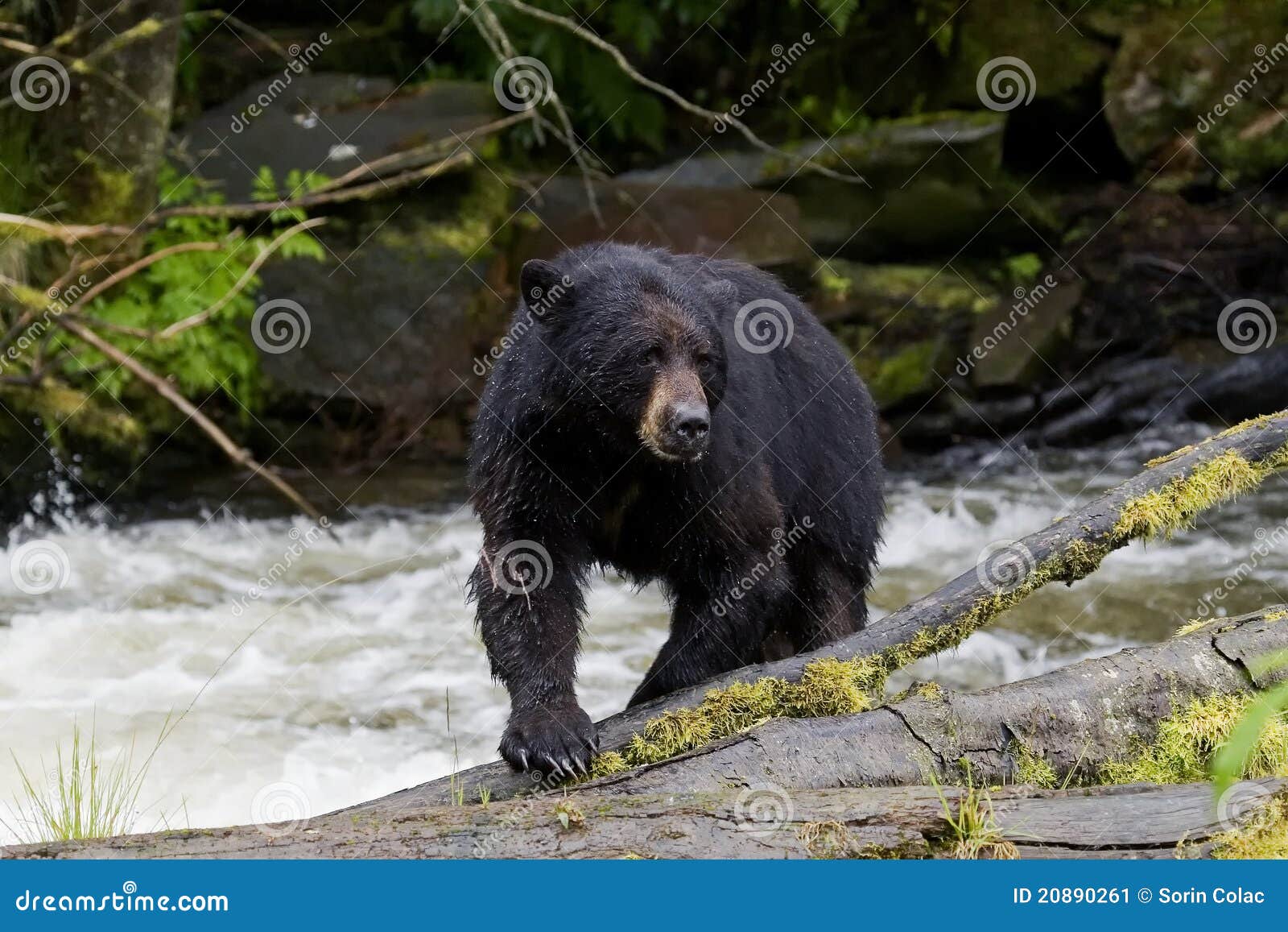 Black bear, Alaska stock image. Image of omnivore, face - 20890261